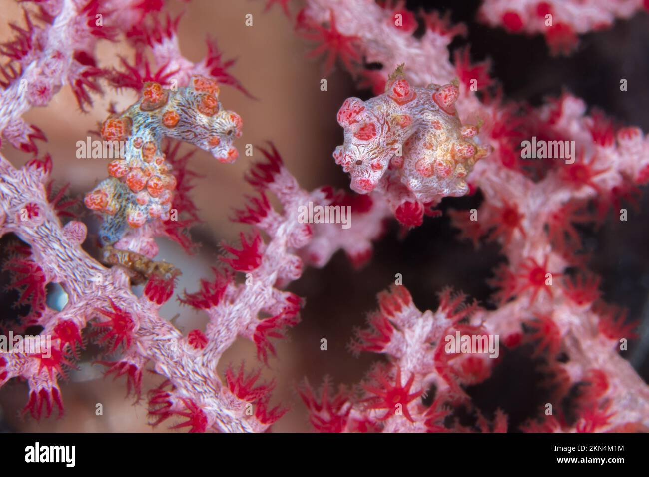 Female scuba diver looking at Hippocampus bargibanti pygmy seahorse on ...