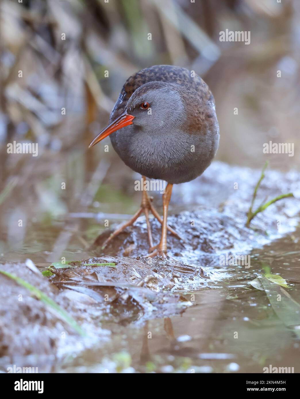 Lovely close views of the secretive Water Rail from the Willow Hide at ...