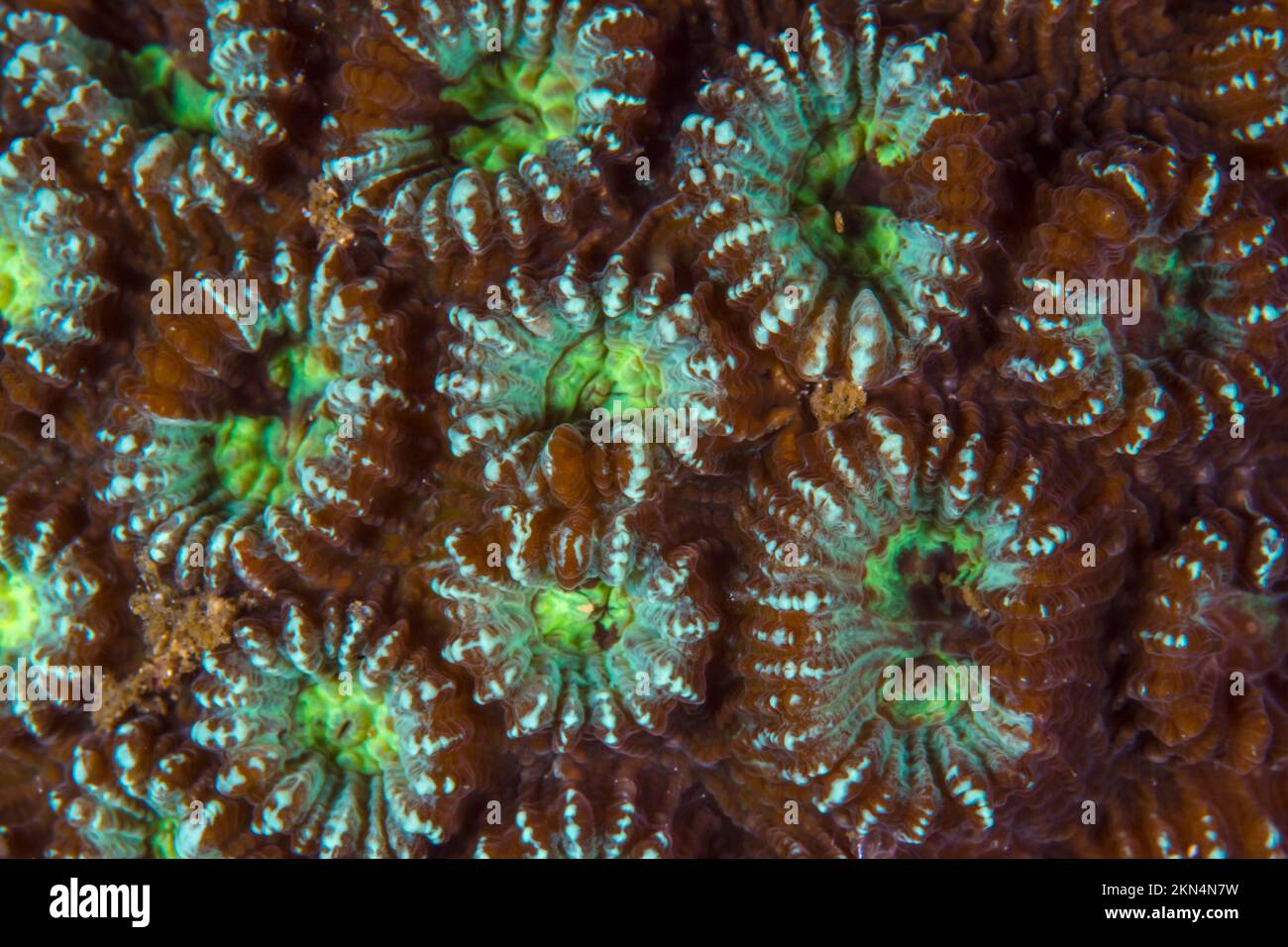 Close up detail of vibrant colorful coral polyps Stock Photo - Alamy