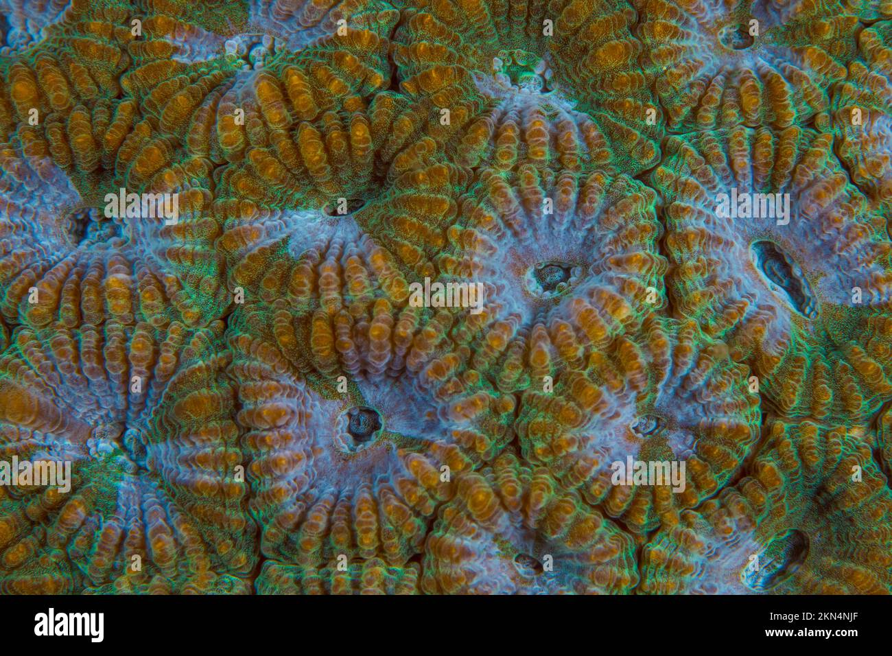 Close up detail of vibrant colorful coral polyps Stock Photo - Alamy