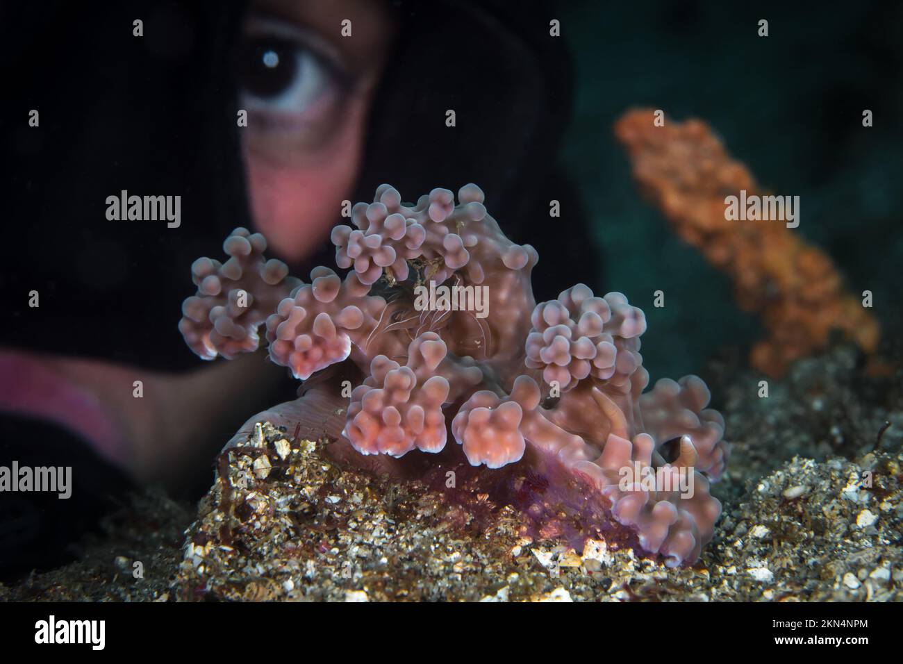 Female scuba diver finding tropical reef fish while guiding Scuba Dive ...