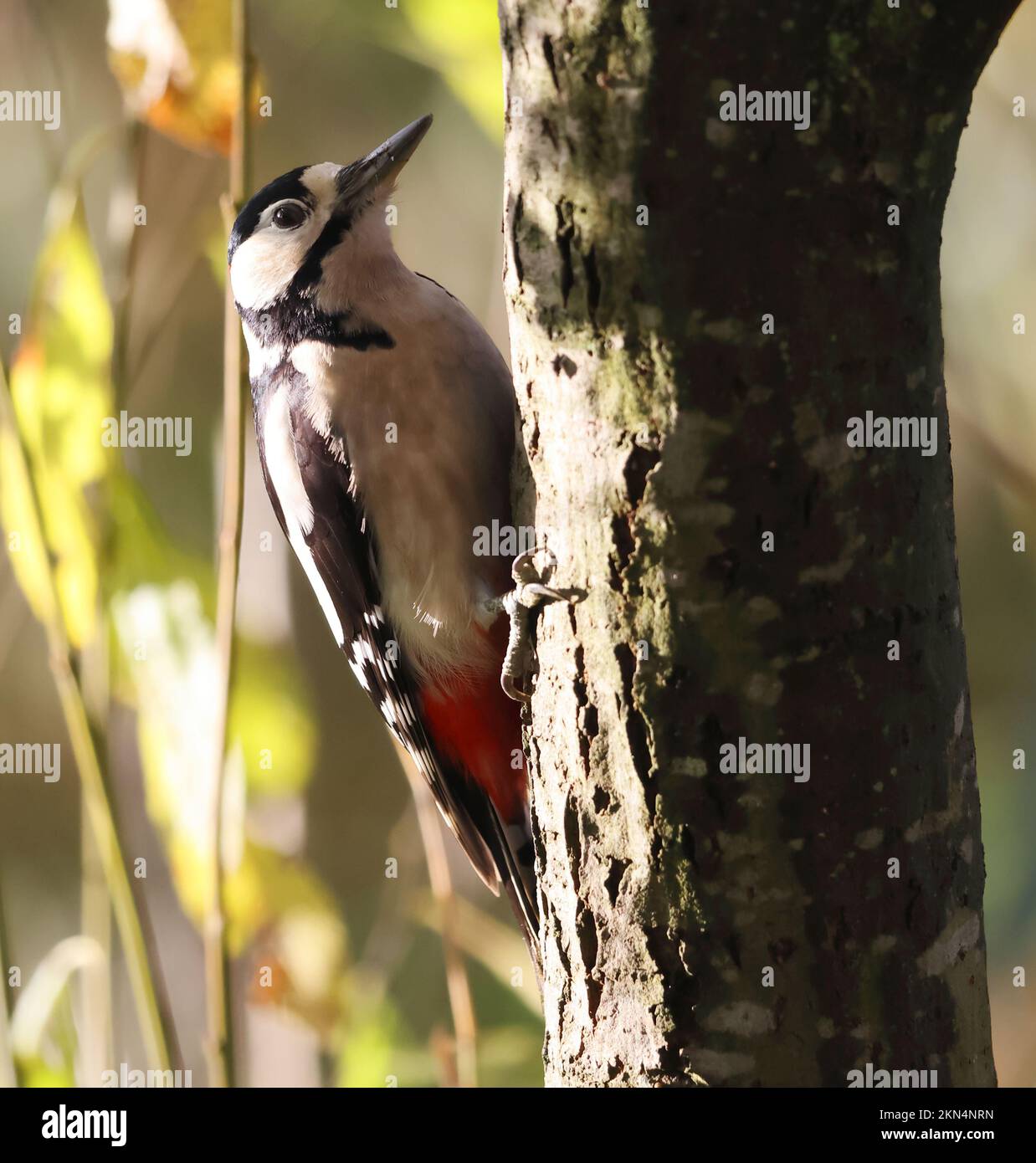 Great Spotted Woodpecker on a tree trunk Stock Photo - Alamy