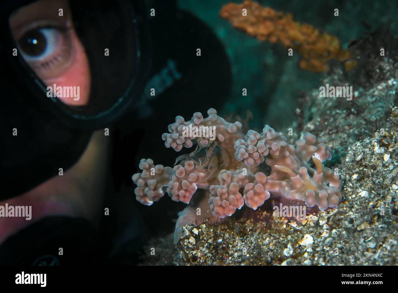 Female scuba diver finding tropical reef fish while guiding Scuba Dive ...