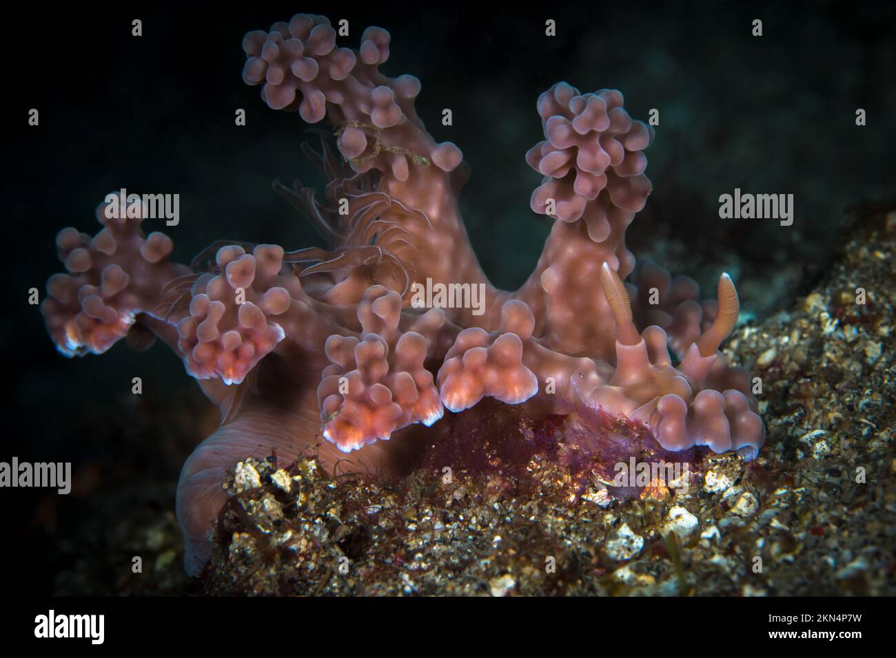 pink Miamira Alleni nudibranch sea slug on coral reef Stock Photo - Alamy