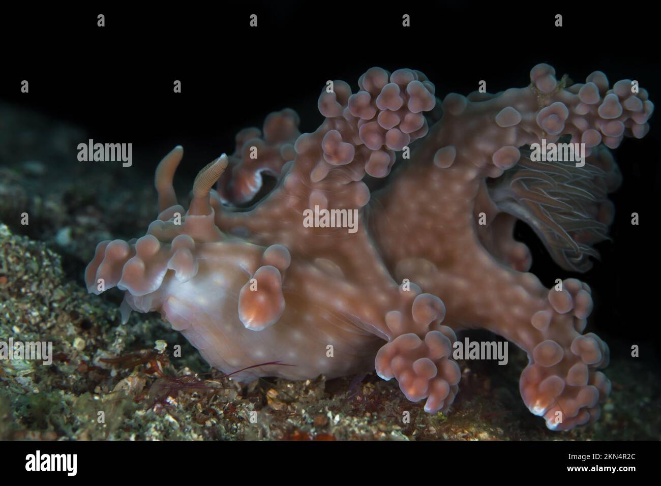 pink Miamira Alleni nudibranch sea slug on coral reef Stock Photo - Alamy