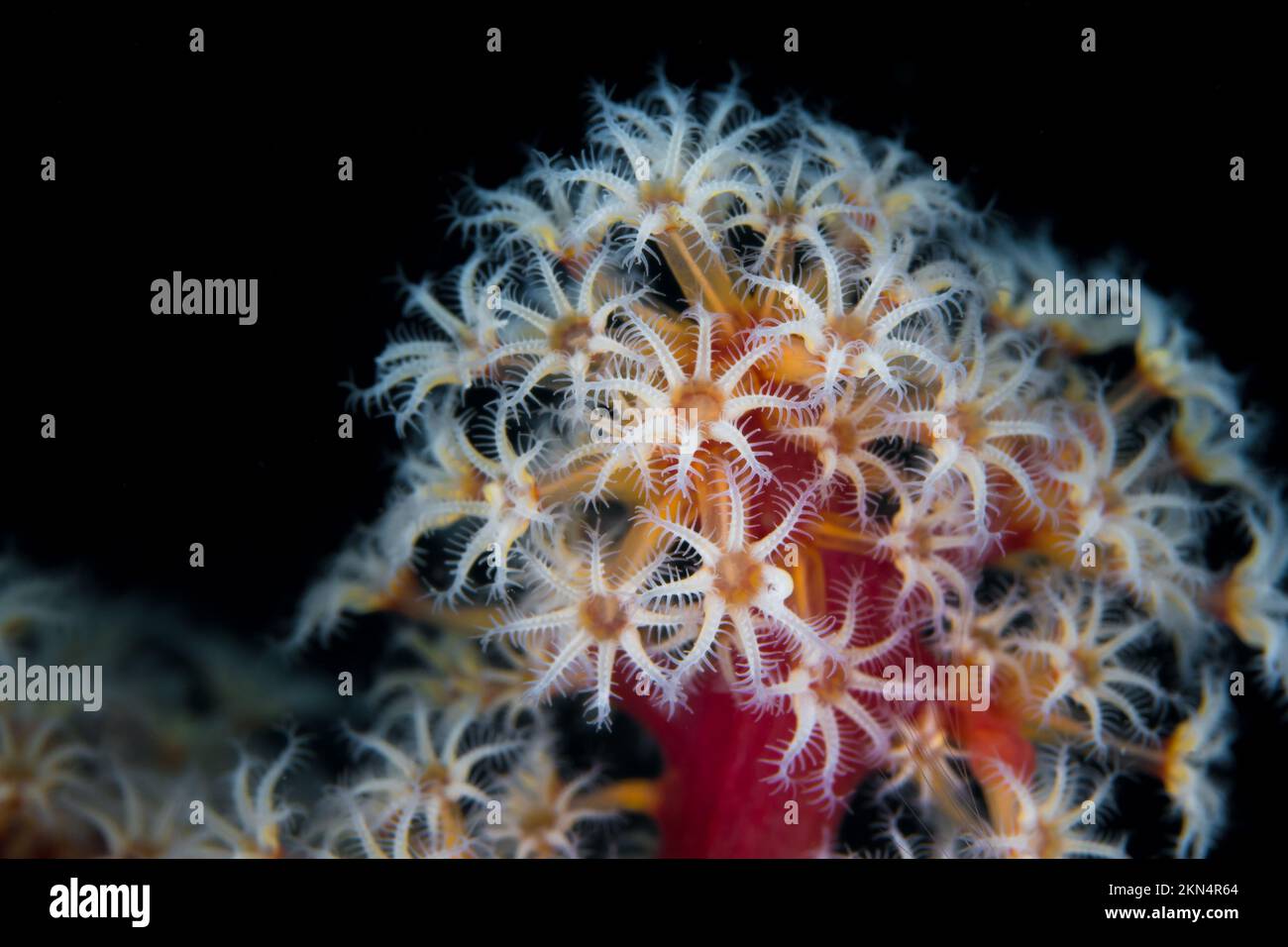 Close up detail of vibrant colorful coral polyps Stock Photo - Alamy