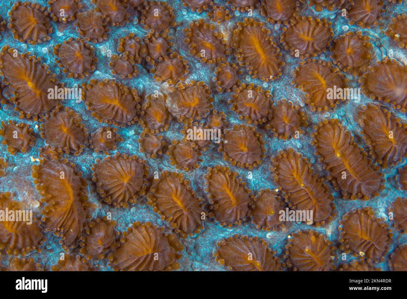 Close up detail of vibrant colorful coral polyps Stock Photo - Alamy