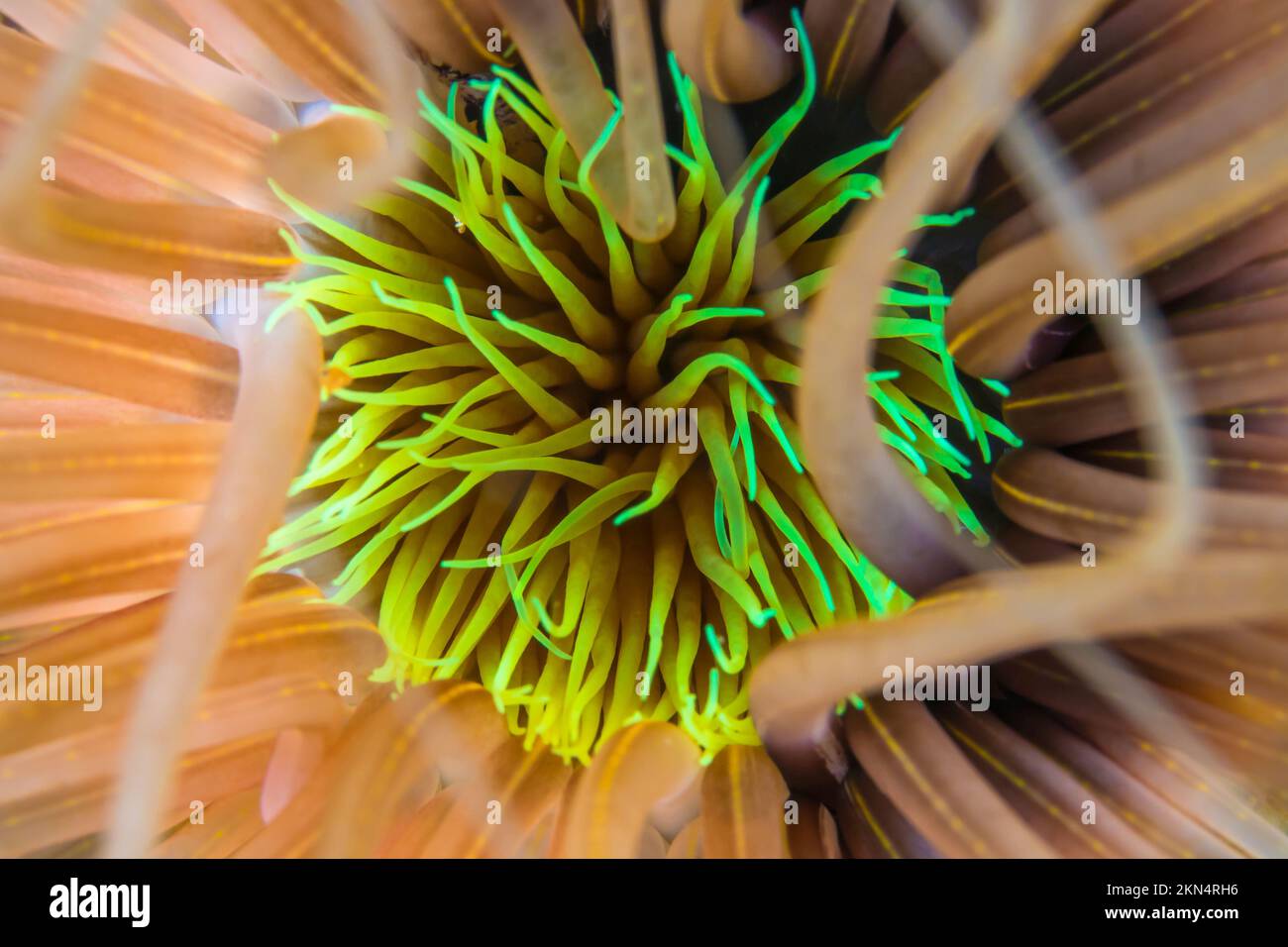 Close up detail of vibrant colorful coral polyps Stock Photo - Alamy