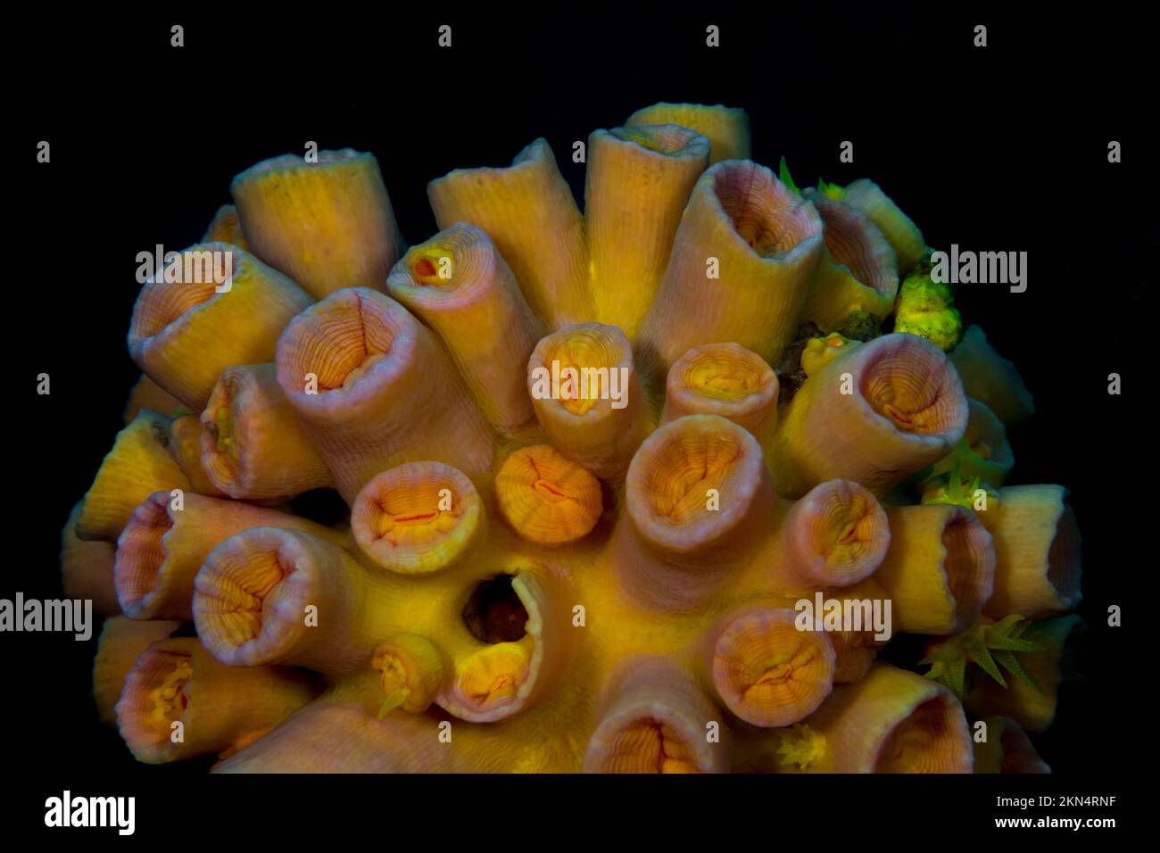 Coral polyp indonesia hi-res stock photography and images - Alamy