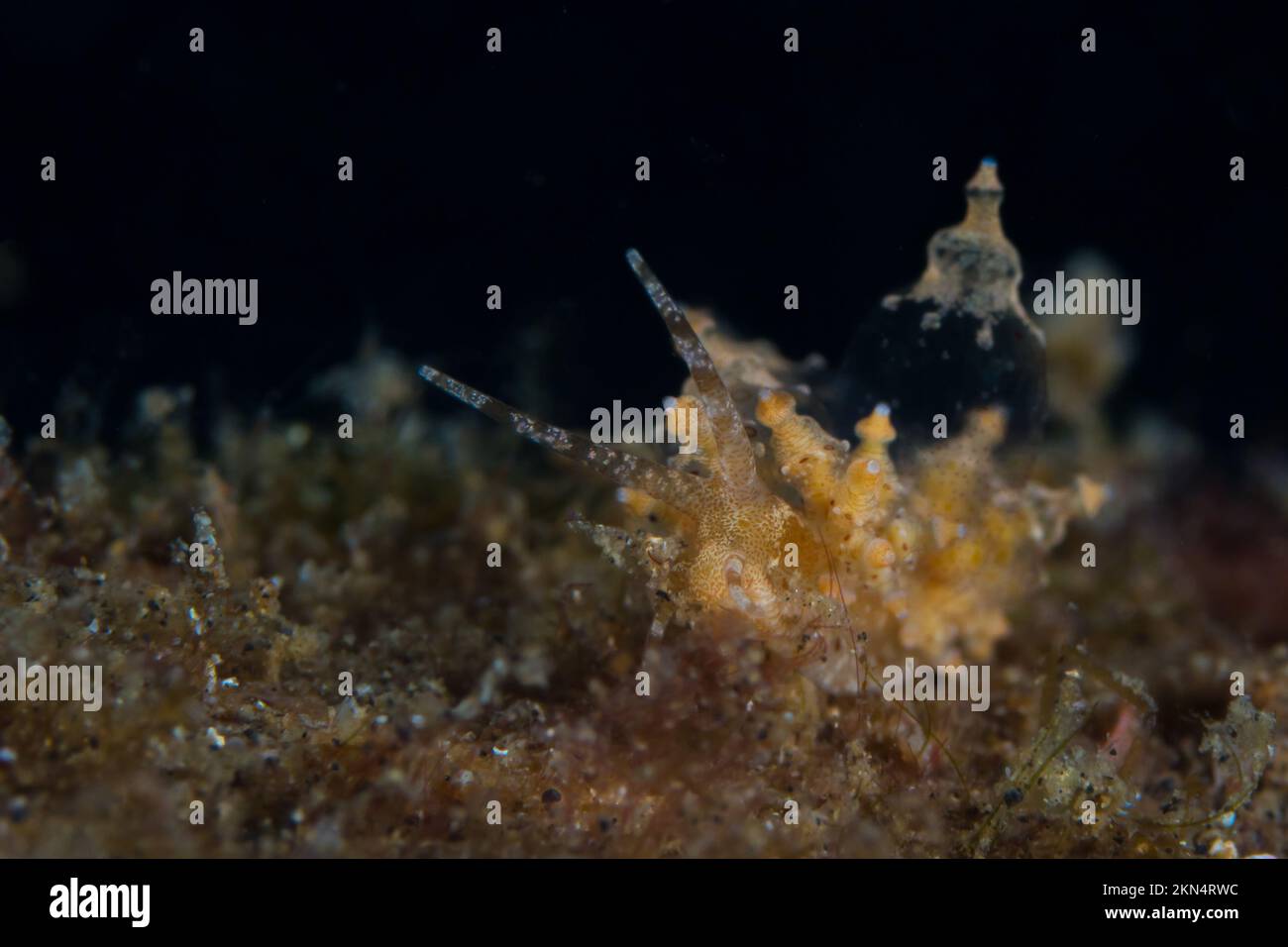 Colorful nudibranch sea slug crawling above coral reef in Indonesia ...