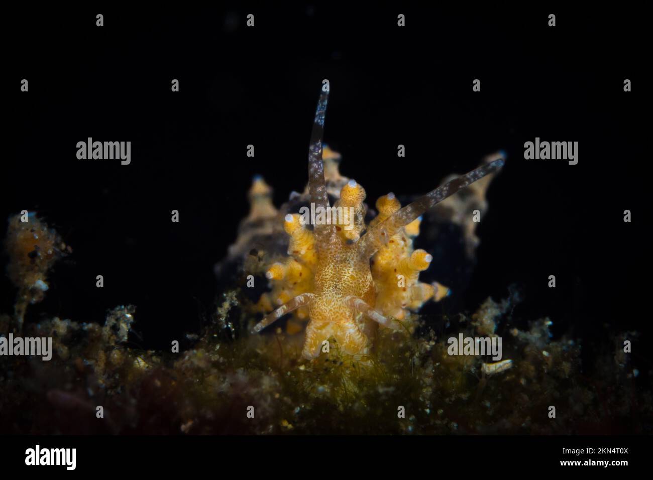 Colorful nudibranch sea slug crawling above coral reef in Indonesia ...