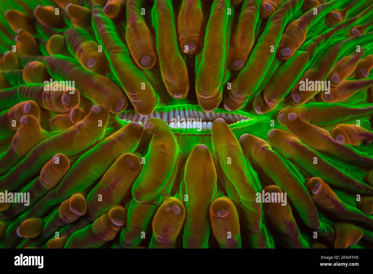 Coral polyp indonesia hi-res stock photography and images - Alamy