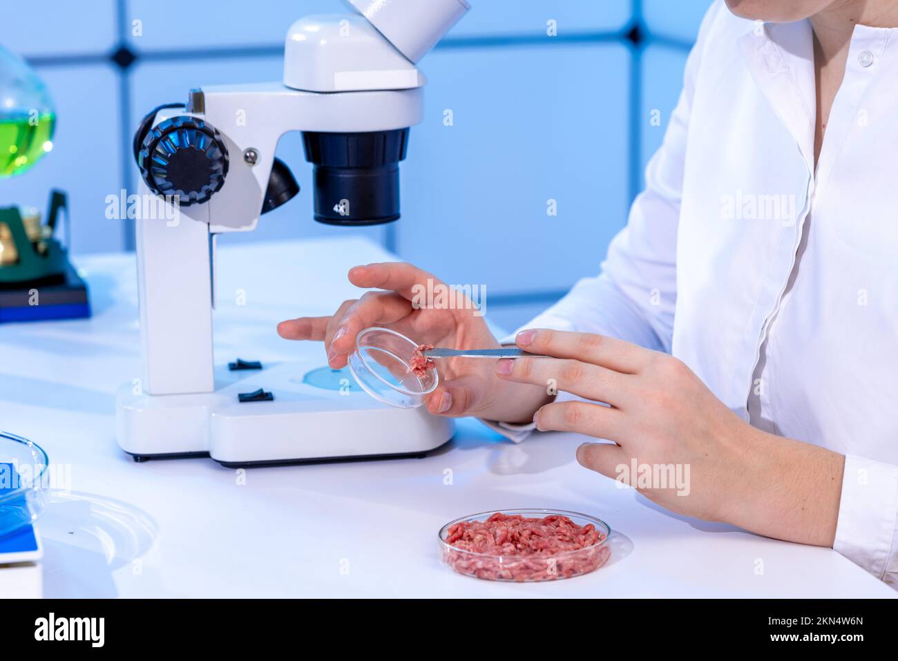 woman in food control laboratory examining minced meat samples for ...