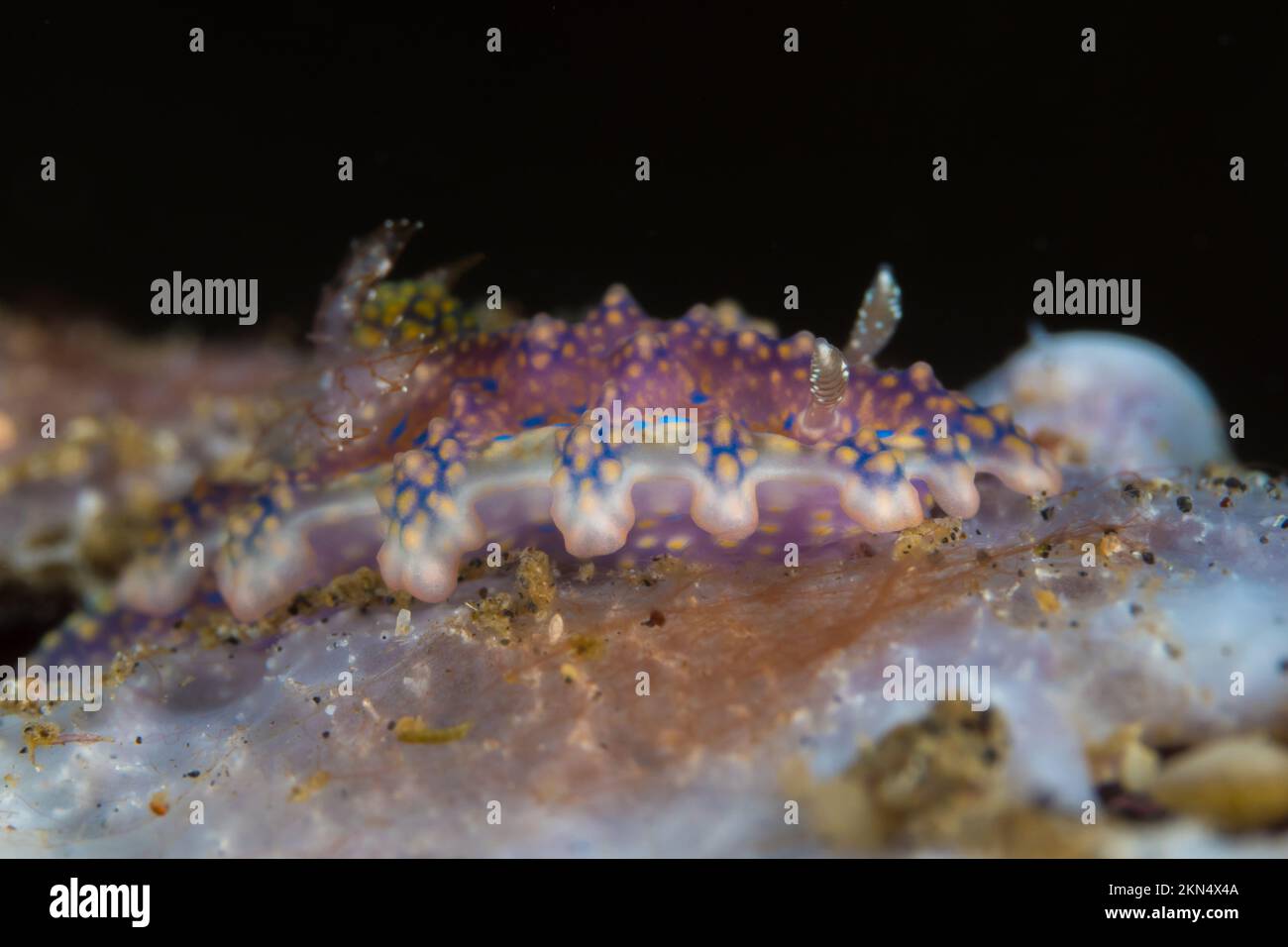 Colorful nudibranch sea slug crawling above coral reef in Indonesia ...