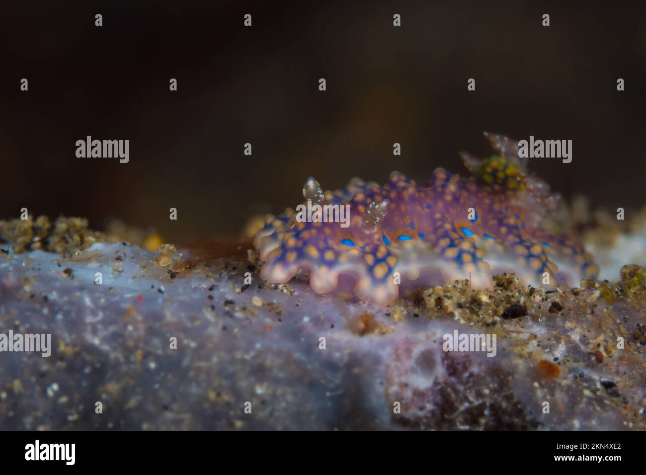 Colorful nudibranch sea slug crawling above coral reef in Indonesia ...