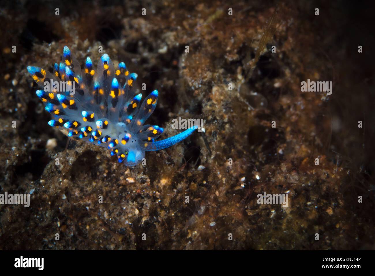 Colorful nudibranch sea slug crawling above coral reef in Indonesia ...
