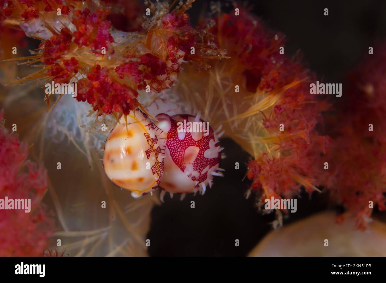 Finding underwater invertebrates on coral reef in the pacific Ocean ...