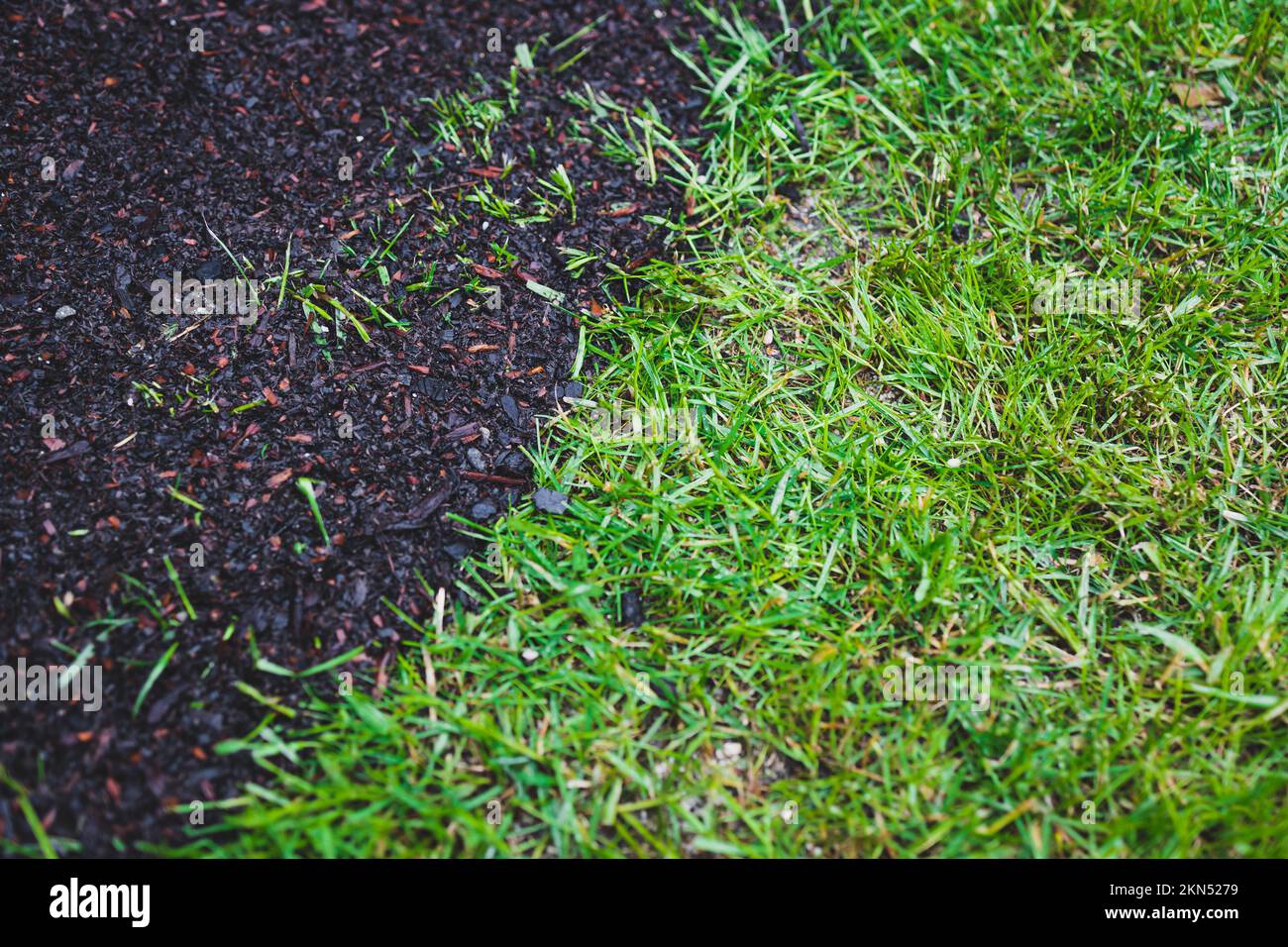green grass lawn next to patch of soil with only a few blades growing ...