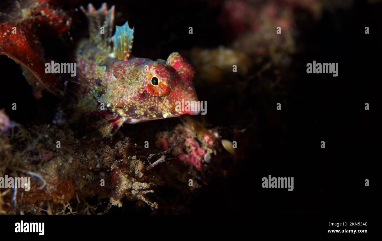 Marine animal behavior - Camouflage techniques used underwater to hide ...