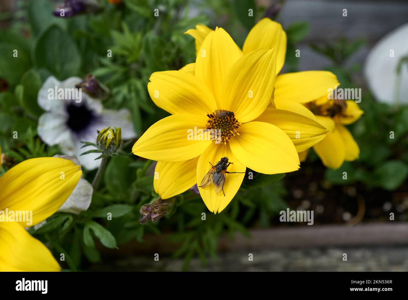 Yellow flowers with flies Stock Photo - Alamy
