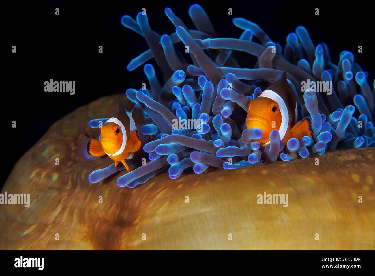 Pair of clownfish swimming above anemone Stock Photo - Alamy