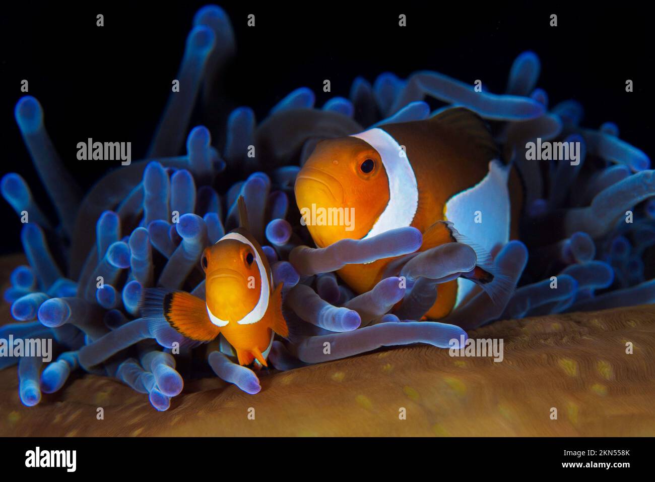 Clownfish amphiprion ocellaris swimming hi-res stock photography and images - Alamy