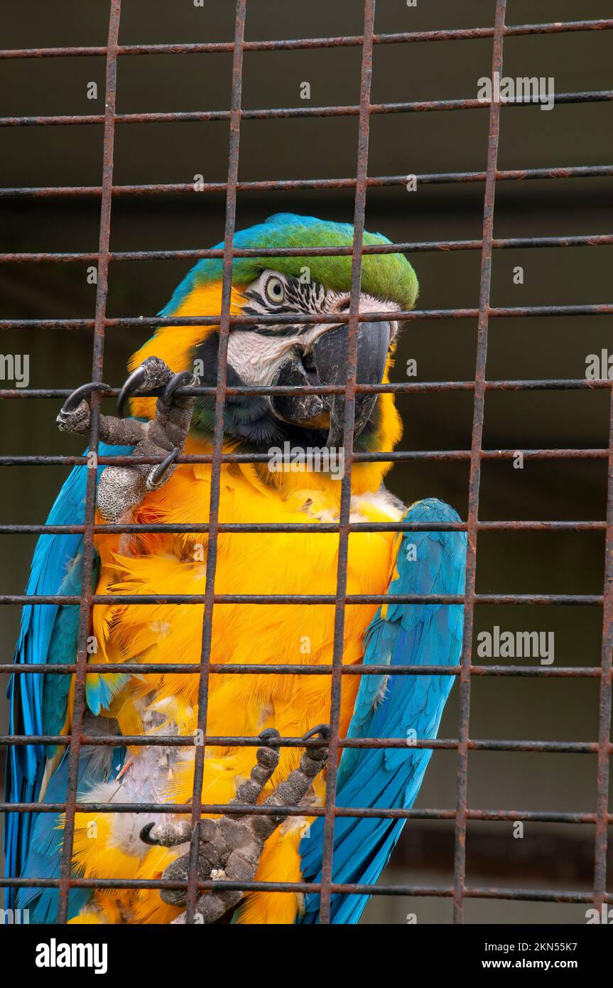 Taralga Australia, caged blue-and-gold macaw native to South America ...