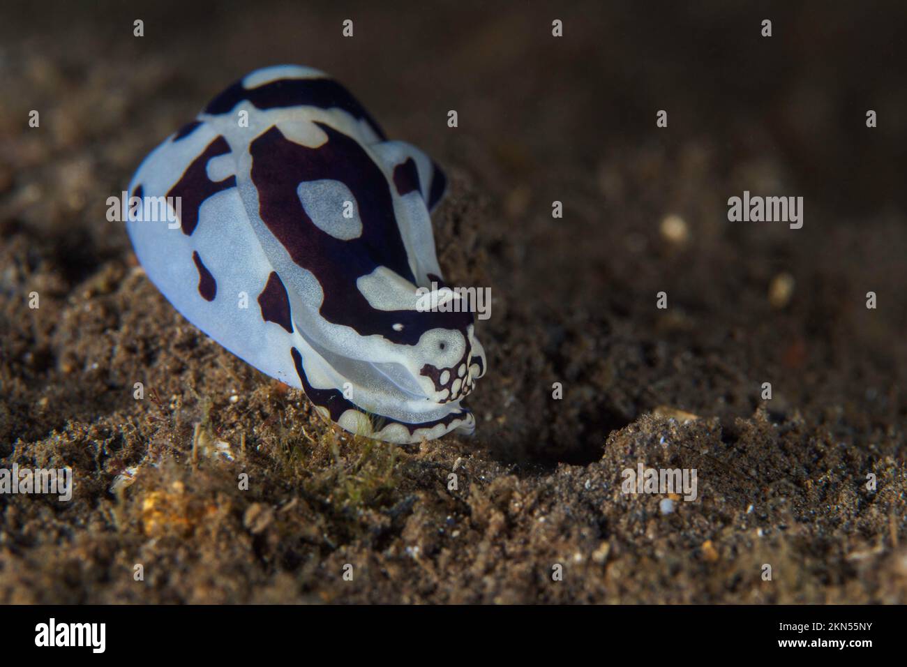 Finding underwater invertebrates on coral reef in the pacific Ocean ...
