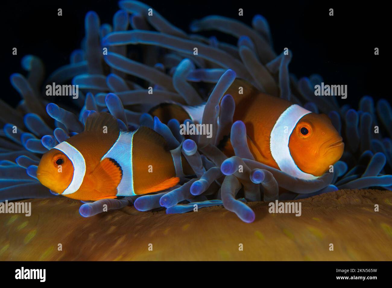 Pair of clownfish swimming above anemone Stock Photo - Alamy