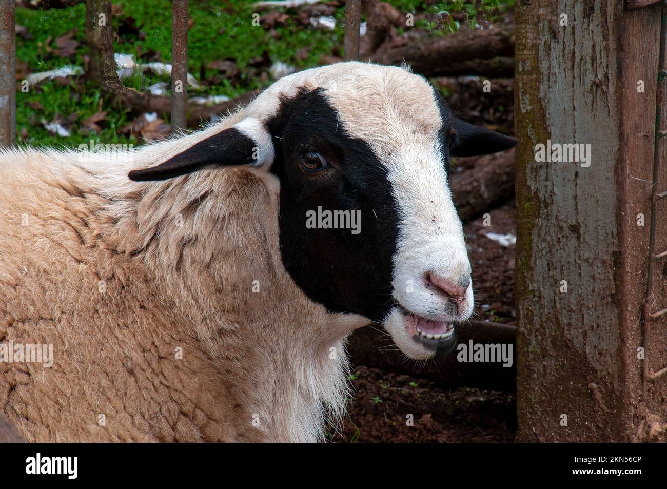 Taralga Australia, black faced suffolk sheep in farmyard Stock Photo ...