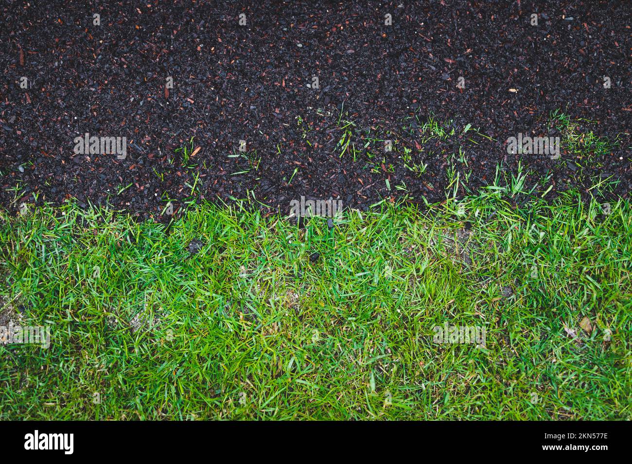 green grass lawn next to patch of soil with only a few blades growing ...