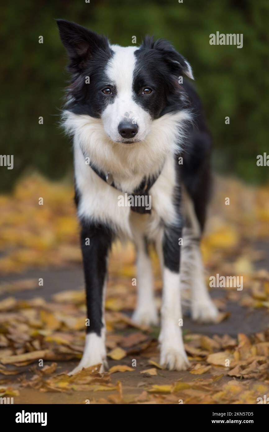 Border collie dog in autumn landscape Stock Photo - Alamy