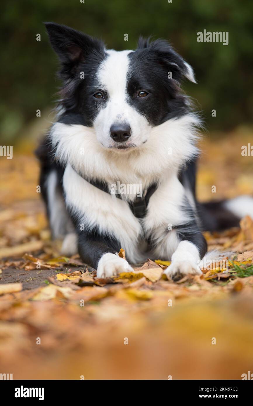 Border collie fall season hi-res stock photography and images - Alamy