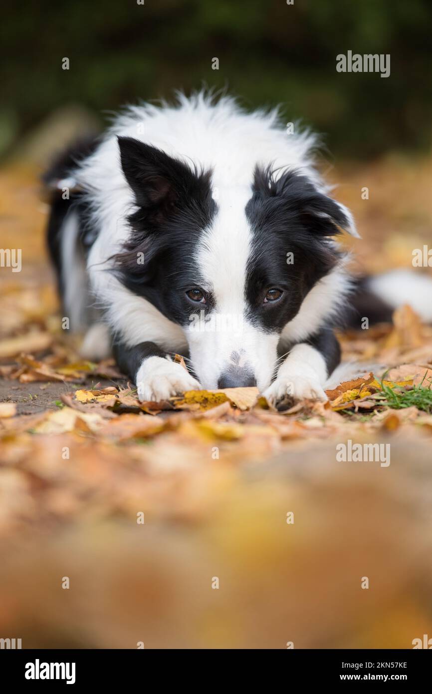 Border collie fall season hi-res stock photography and images - Alamy