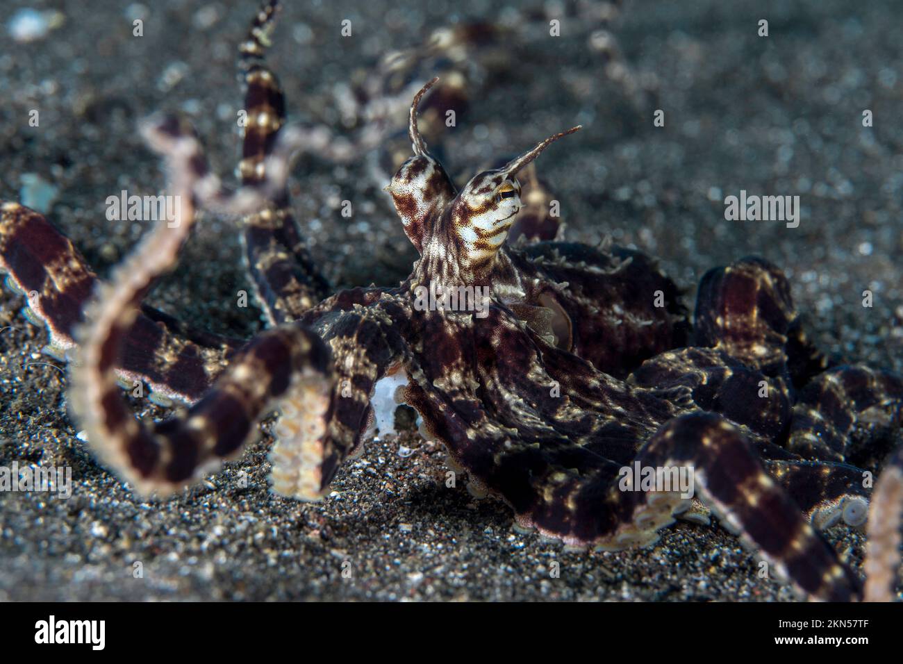 Mimic octopus at the base of coral reef in the Lembeh Strait ...