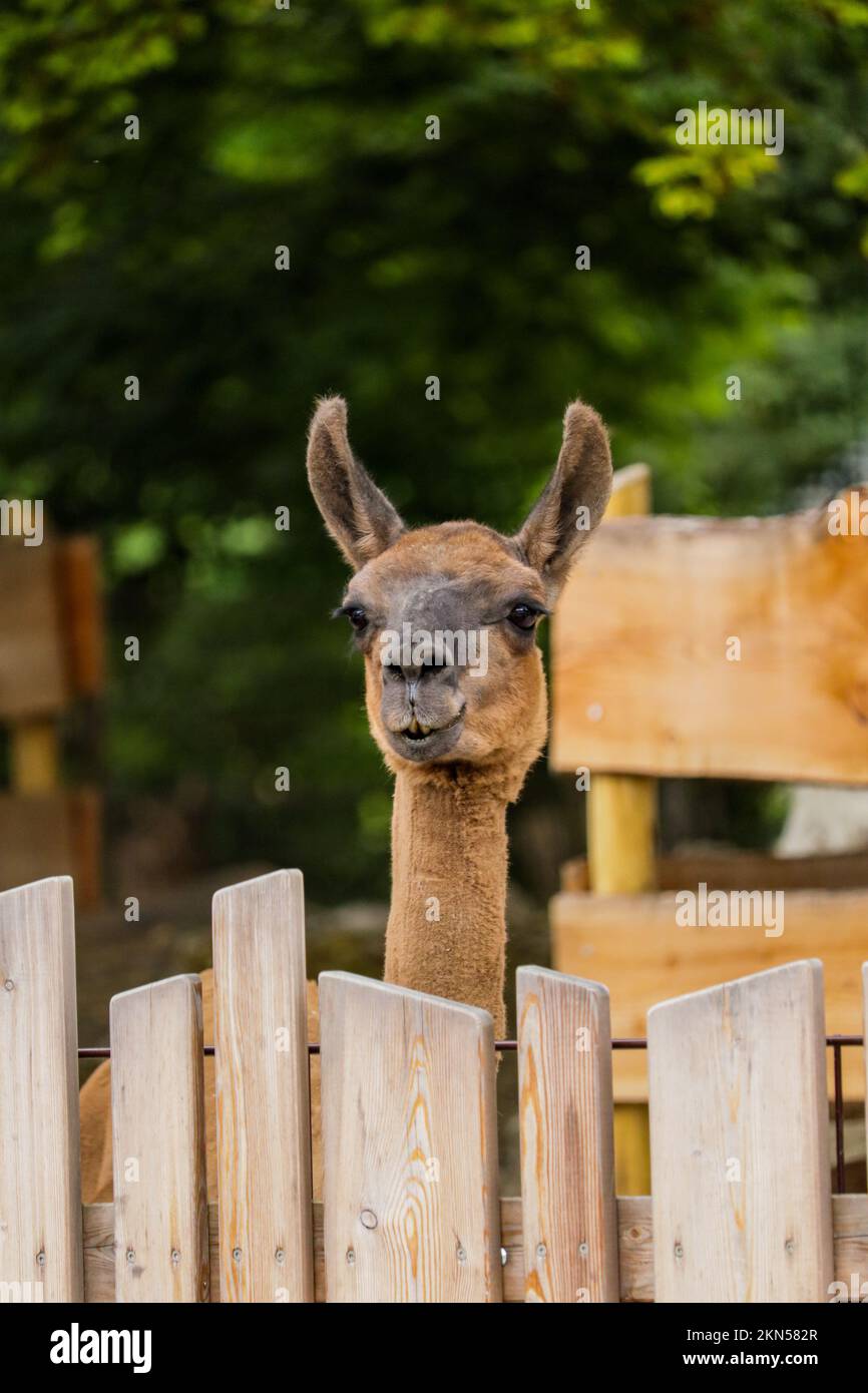 Llama over a fence hi-res stock photography and images - Alamy