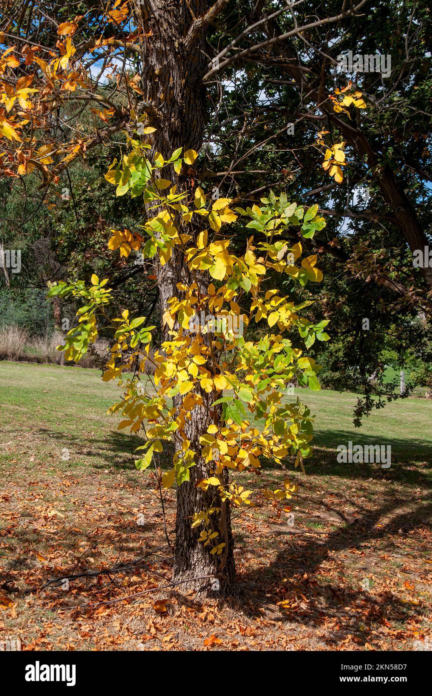 Orange Australia, tree with autumn colours in public park Stock Photo ...