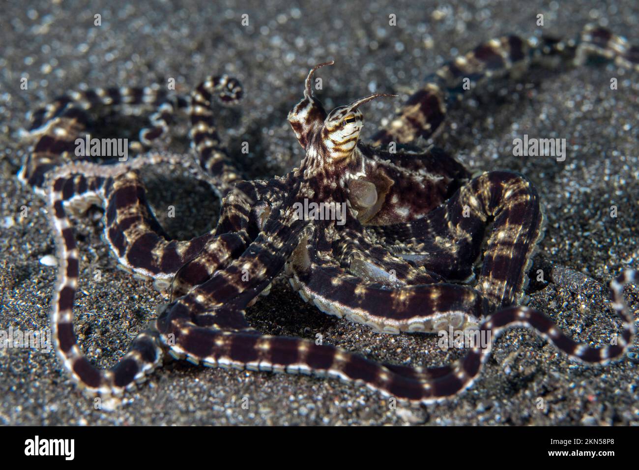 Mimic octopus at the base of coral reef in the Lembeh Strait ...