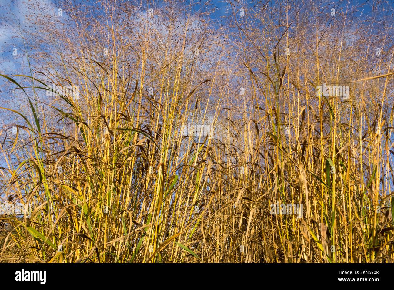 Wand Panic Grass, Tall Panic Grass, Wobsqua Grass Switchgrass, Panicums ...