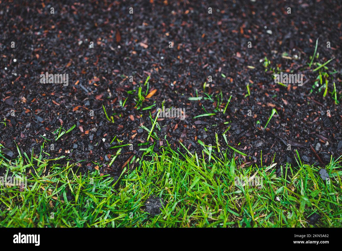 green grass lawn next to patch of soil with only a few blades growing ...