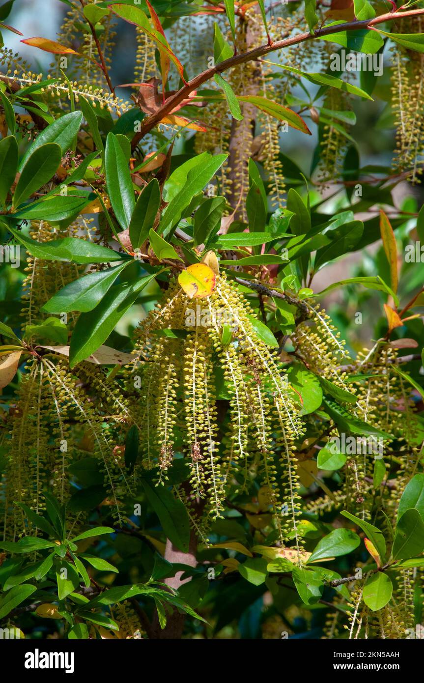 Orange Australia, flower stem of a cyrilla racemiflora or american ...