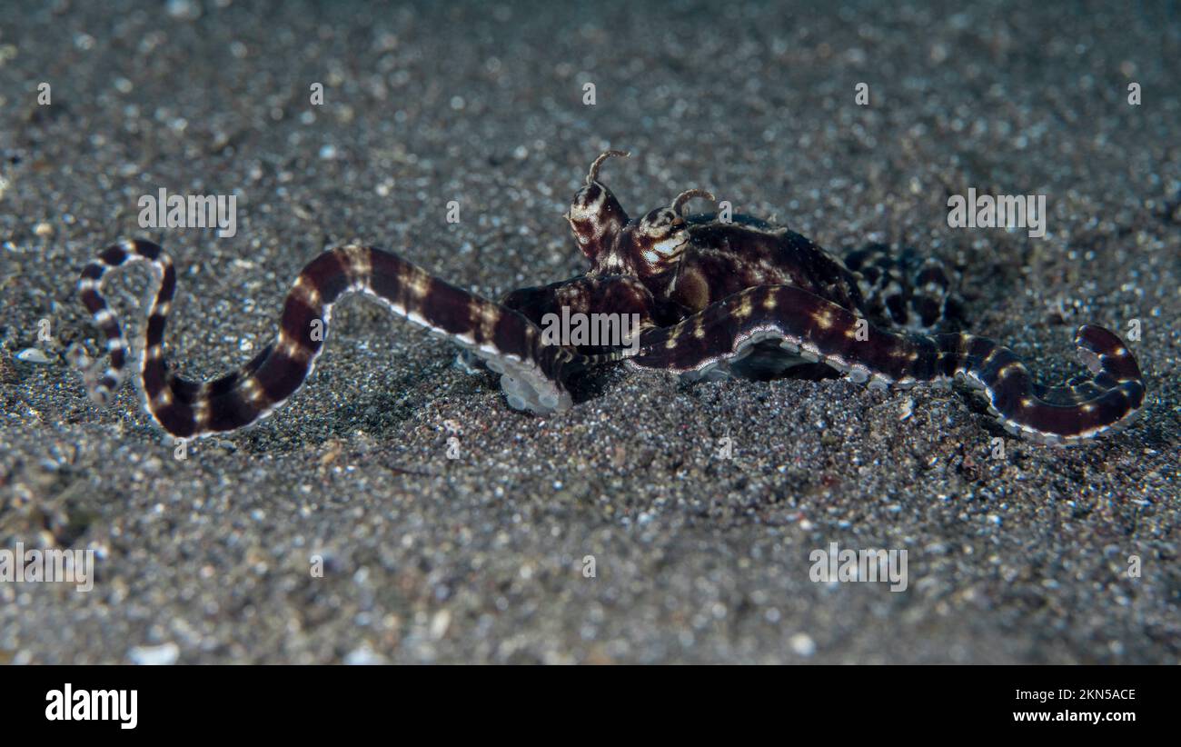 Mimic octopus at the base of coral reef in the Lembeh Strait ...