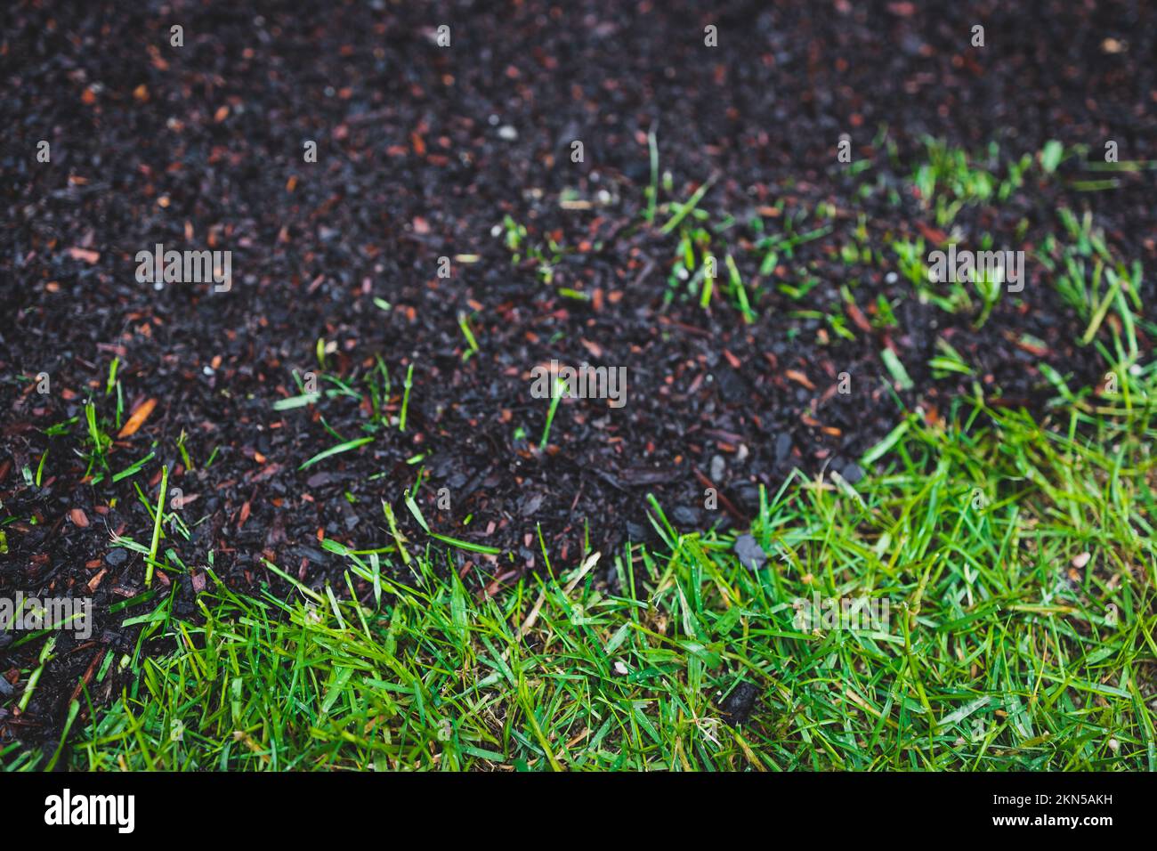 green grass lawn next to patch of soil with only a few blades growing ...
