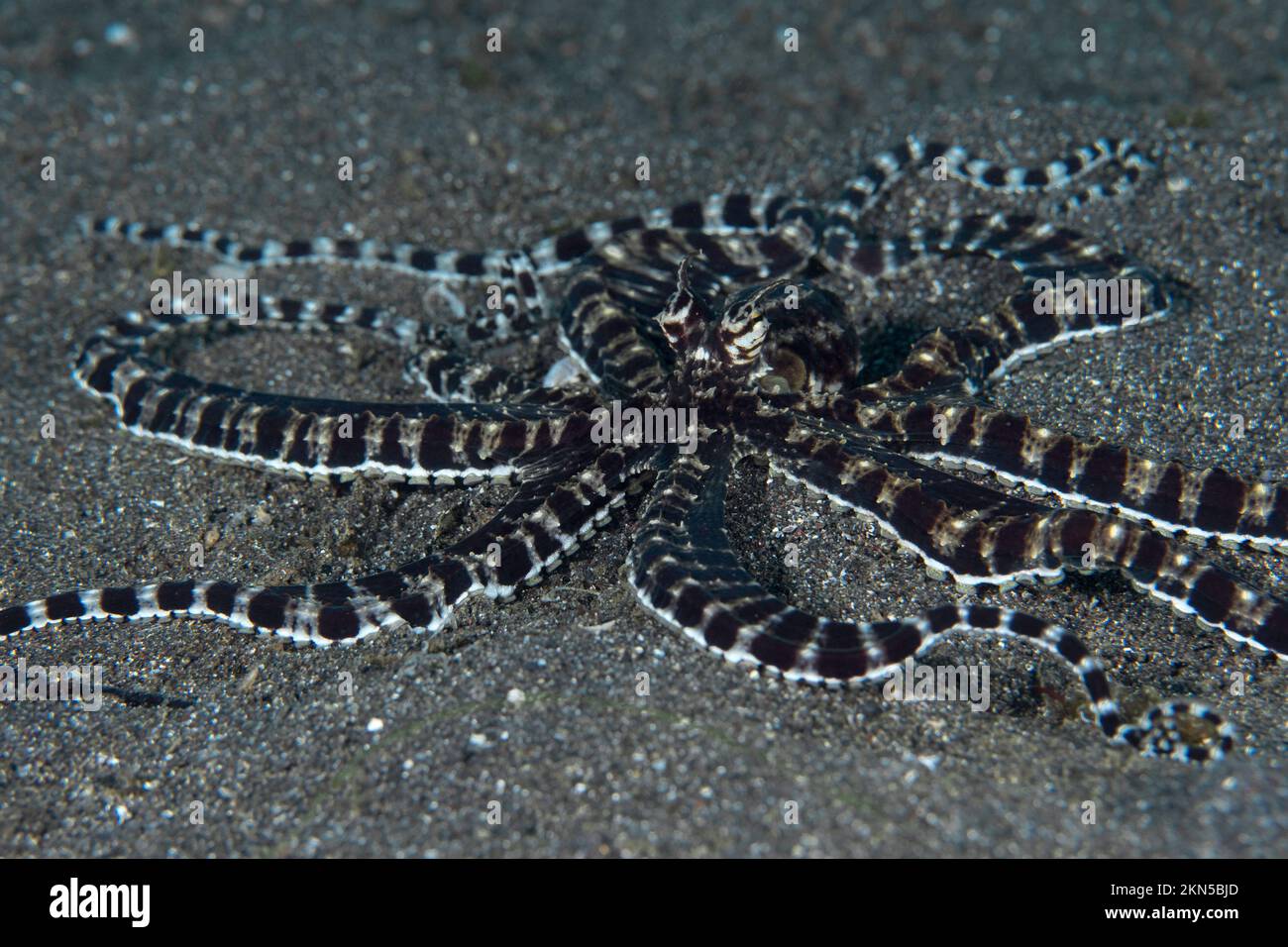 Mimic octopus at the base of coral reef in the Lembeh Strait ...