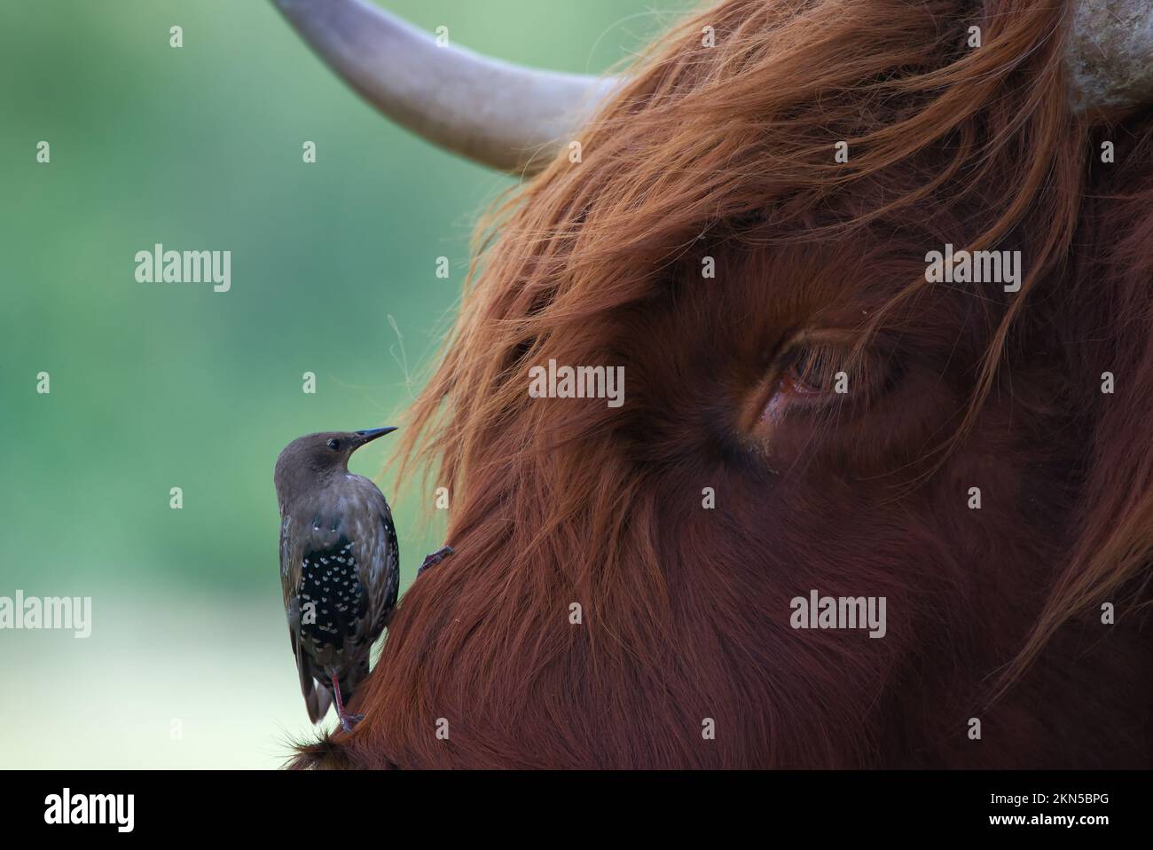 A closeup shot of a gray bird perched on a brown highland cow in a ...