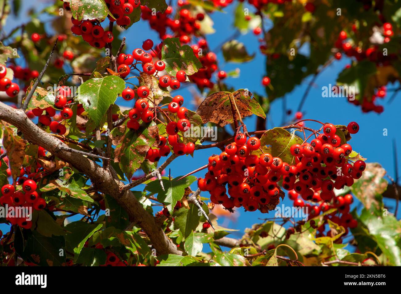Chinese hawthorn crataegus pinnatifida hi-res stock photography and ...