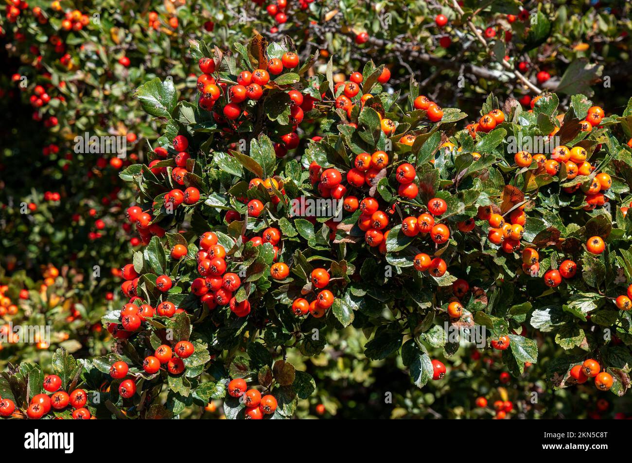 Crataegus x lavalleei hi-res stock photography and images - Alamy