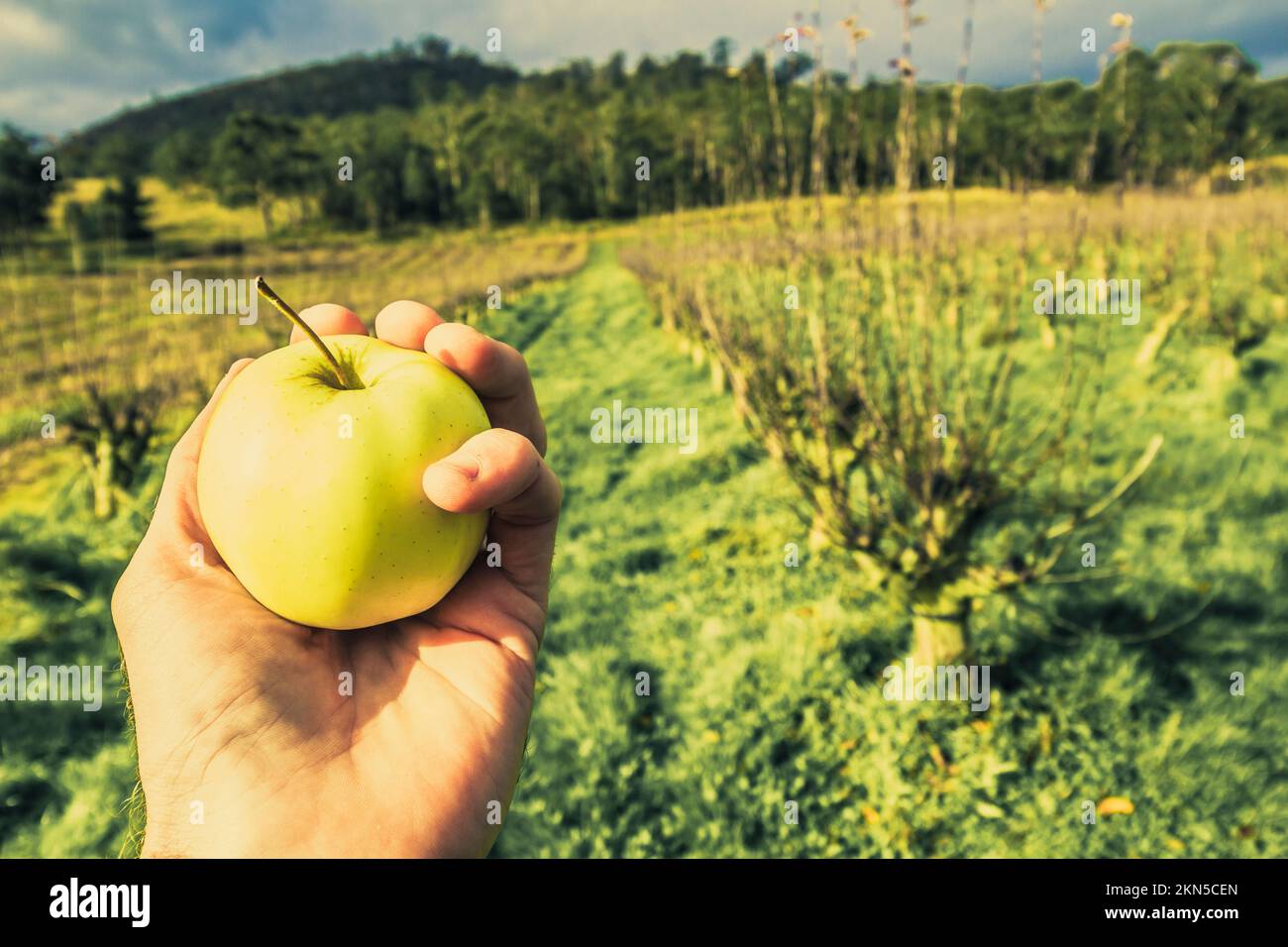 Hand of a Tasmanian food producer standing in a apple orchid holding ...