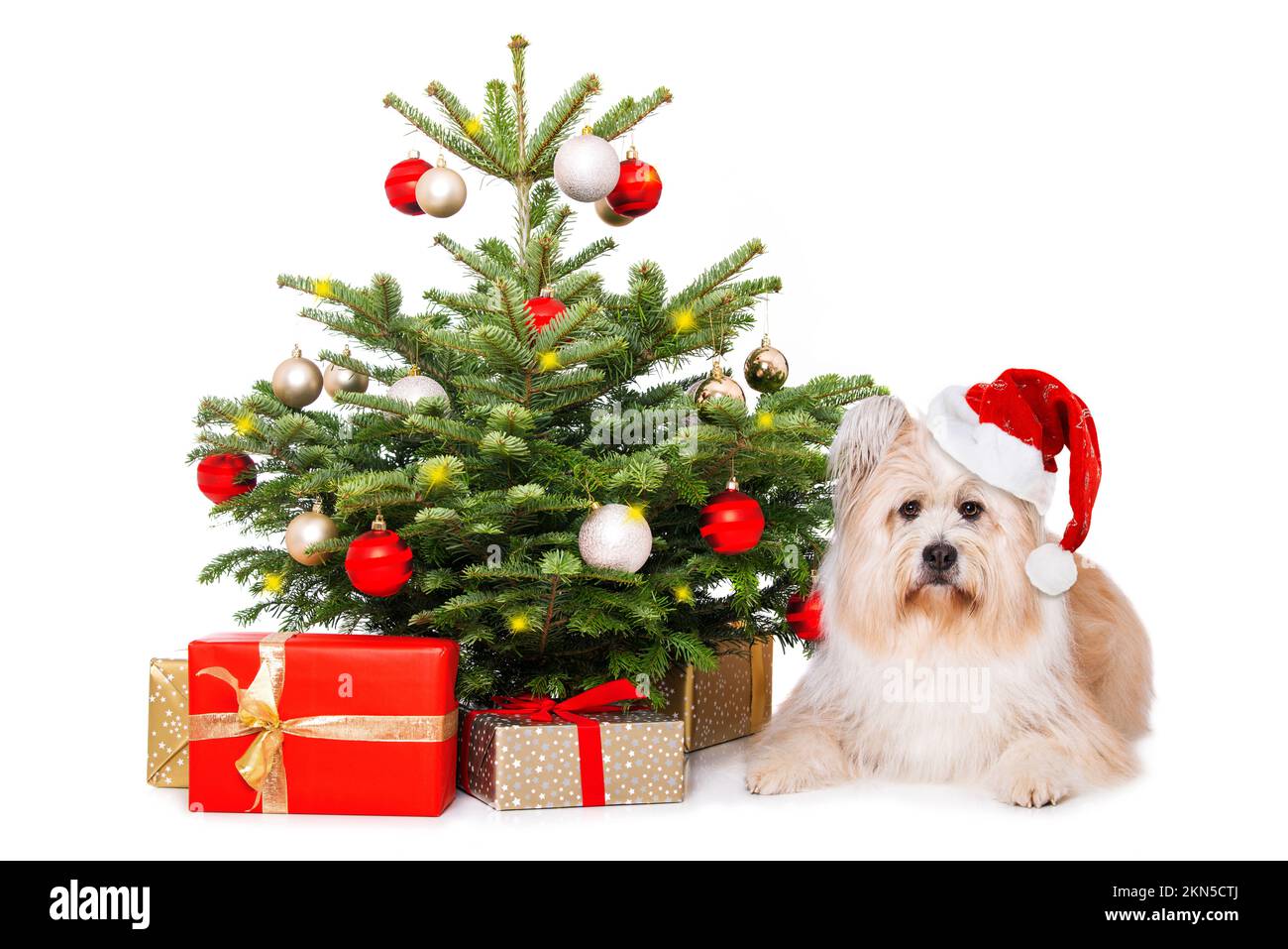 Elo dog with red santa hat Stock Photo - Alamy
