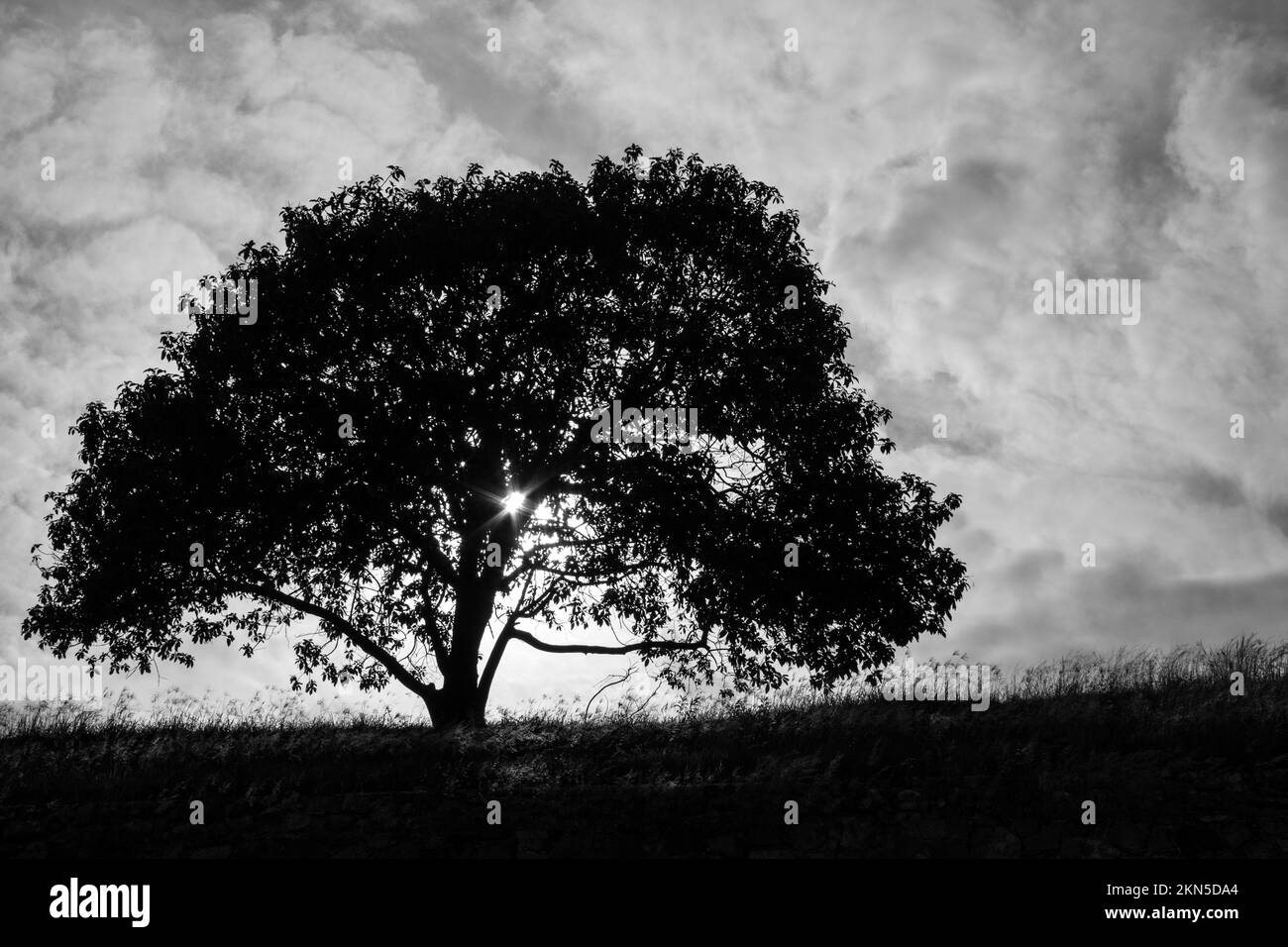 A grayscale of a huge lone tree and sunlight peeking through the ...